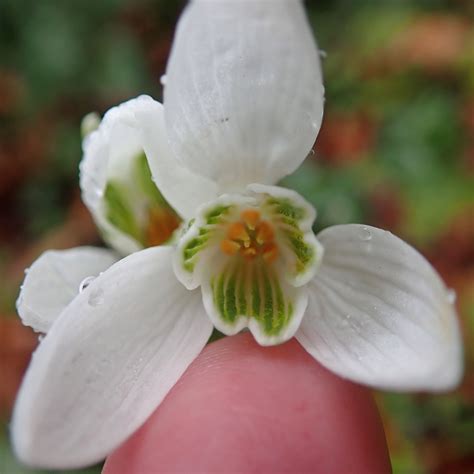 Snowdrops Native Or Not Earthstar