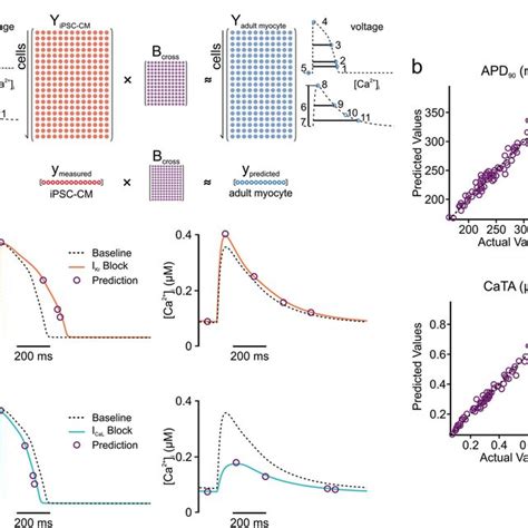 Cross Cell Type Modeling To Predict Drug Responses In Diseased Adult