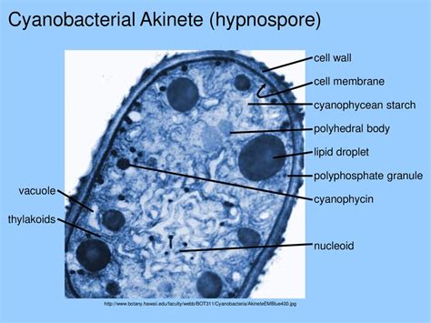 Copyright Notice This Powerpoint Slide Set Is Copyrighted By Ross Koning And Is Thereby