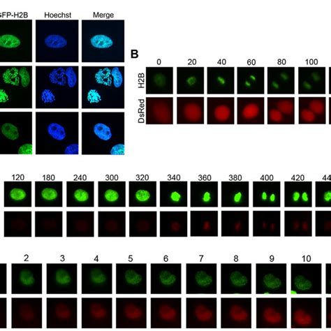 A Slide Cultured Hela Cells With Stable Gfp H2b Expression Were