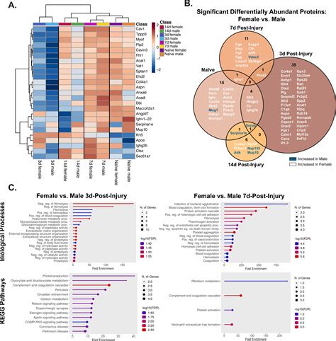 Structural Functional And Proteomic Based Sex Differences In Murine