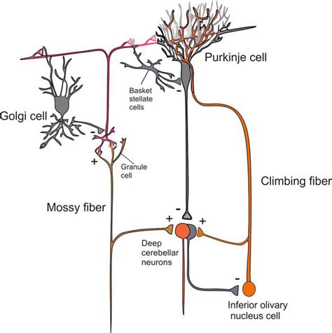 The Cerebellum And Autism More Than Motor Control IntechOpen