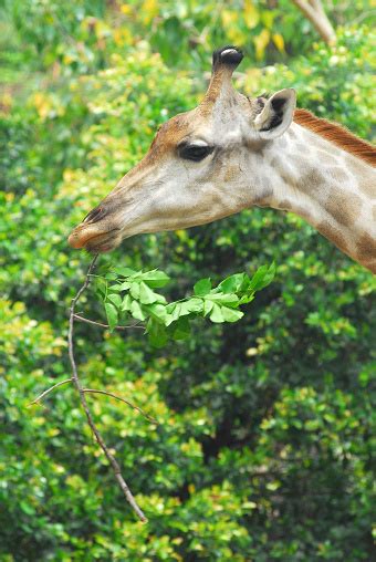 Muda Dewasa Jerapah Makan Daun Foto Stok Unduh Gambar Sekarang Alam