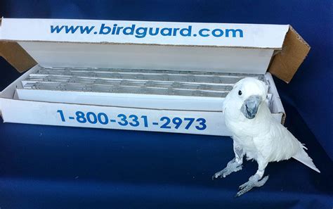 Birdguard Stainless Steel Bird Spikes For Do It Yourselfers