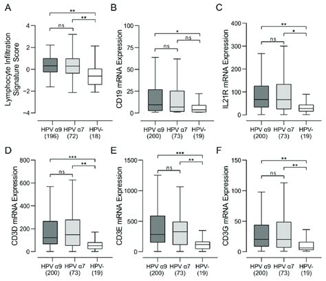Analysis Of Tumor Infiltrating Lymphocytes And Subsets In Hpv Positive