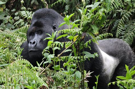 Lowland Gorilla Trekking In Kahuzi Biega National Park Democratic
