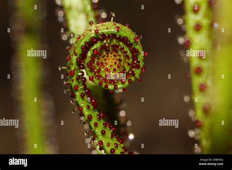 Young Curling Leaf Of The Dewy Pine Drosophyllum Lusitanicum