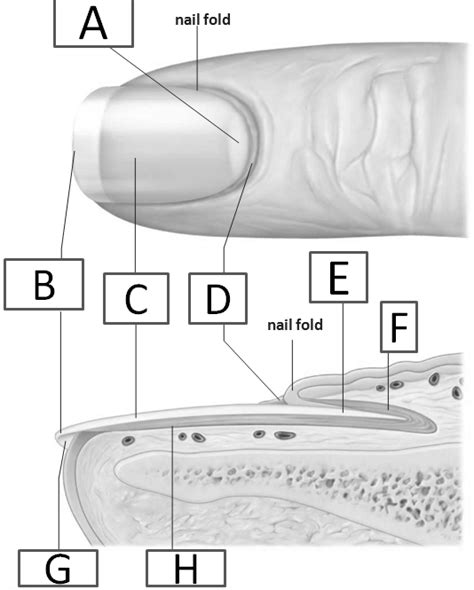 Physio 6 Integumentary System Notes Diagram Quizlet