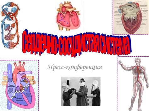 Сердце Кровеносные сосуды презентация онлайн
