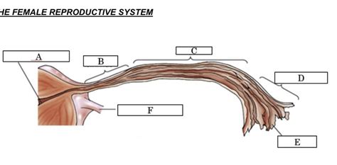 Female Reproductive System Diagram Quizlet