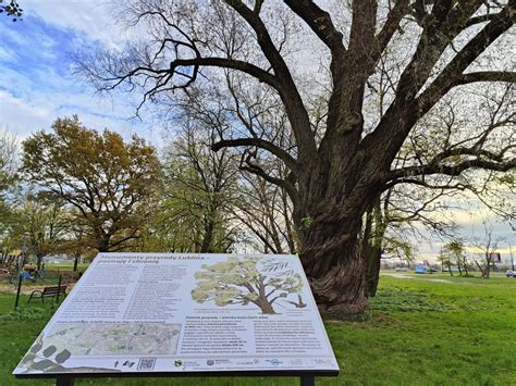 Monumenty przyrody nowa ścieżka przyrodnicza w Lublinie koziolek pl