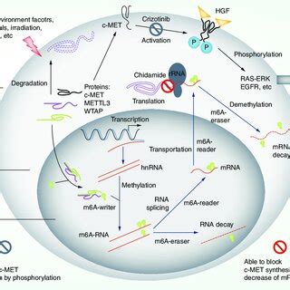Graphic Summary For RNA M6A Methylation And Chemotherapy Radiotherapy