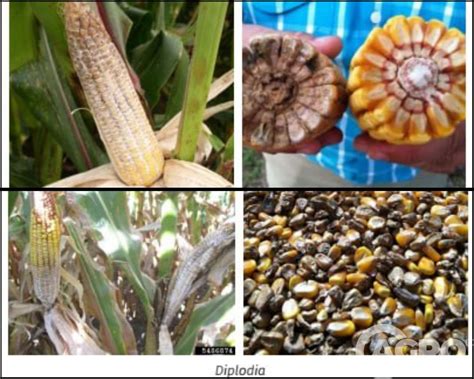 Маккажўхорида уруғ илдиз илдиз бўйни ва поя чириши Agro Olam Uz