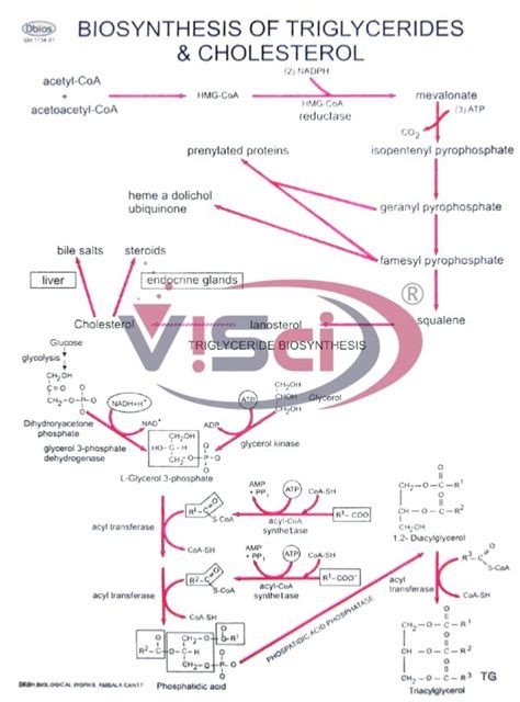 Biosynthesis Triglycerides Cholesterol Chart Manufacturers And Suppliers
