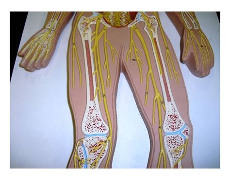 Lumbosacral Plexus Pt 1 Quiz