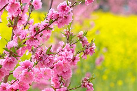 超过 400000 张关于桃花花和桃花的免费图片 Pixabay