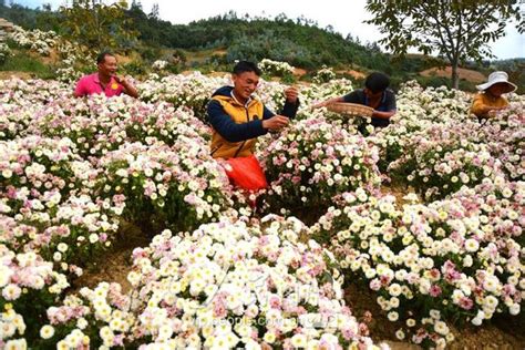 雲南巍山貢菊花朵競相綻放獲豐收 每日頭條