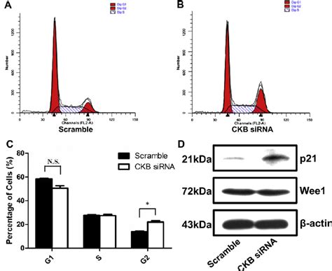 Ckb Knockdown Induces G2 Arrest In Cell Cycle 48 H After Transfection