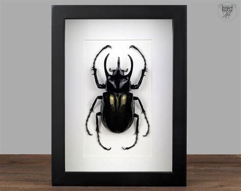 Real Framed Rhino Scarab Beetle Chalcosoma Atlas Shadow Box Insect
