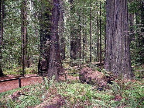 What Is The Difference Between Redwood And Sequoia Pediaa Com