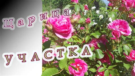 РОЗА Моден Сентенниал! ЗНАКОМЬТЕСЬ с этим сортом. - YouTube