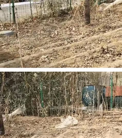 周海媚墓地实景大公开 墓碑上刻着周芷若造型——上海热线娱乐频道