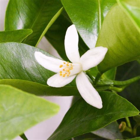 Calamondin Tree Van Zyverden