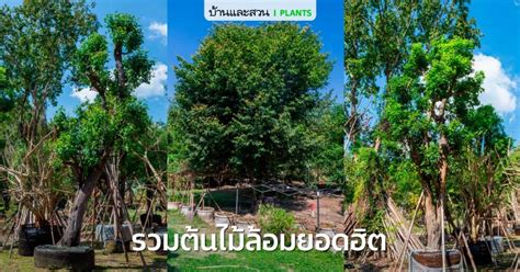 ต้นไม้ยอดฮิต 40 ต้น ที่นักจัดสวนนิยมใช้และไม่เคยตกเทรนด์ บ้านและสวน
