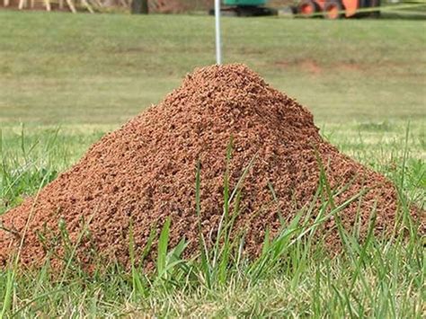 Rockwall Pest Control Fire Ants Termites Termite Treatment