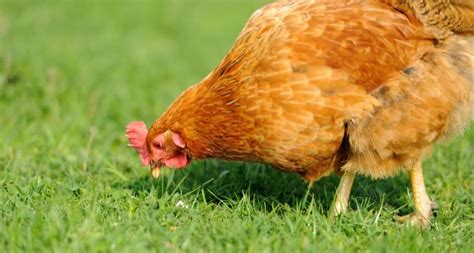 Can Chickens Eat Chicken Cooked Raw Homestead Crowd