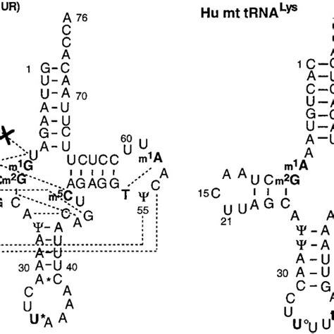Secondary Structures Of Human Mitochondrial Trna Leu Uur A And Trna