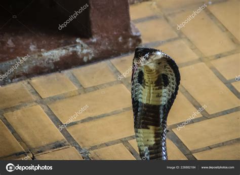 Dangerous Monocled Cobra Snakes Come House Monocled Cobra Naja Kaouthia