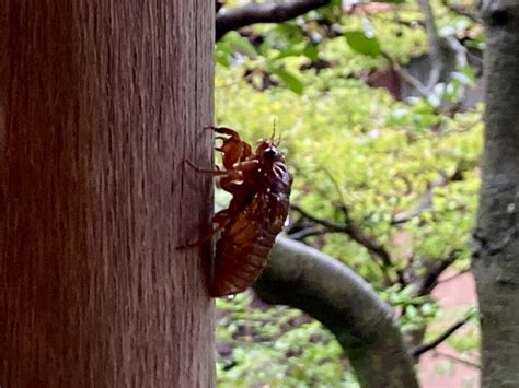 拾穂日乗空蝉と思いきや 蝉の殻 いのちの爪痕 微動だに最新情報 WEB茶美会 sabieウェブさびえ