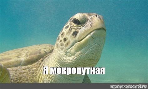 Создать мем Черепаха Картинки Meme