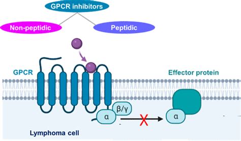 Gpcr 抑制治疗淋巴瘤 Acs Medicinal Chemistry Letters X Mol