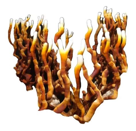 Ganoderma Multipileum Inóculo De Micelio En Agar Petri Envío Gratis