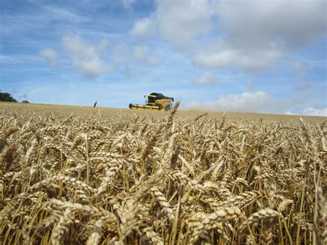 Russian Wheat Harvest Up Prices Down Agrilandie