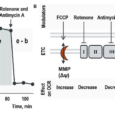 Schematic Layout Of The Assay For Mitochondrial Respiration And Download Scientific Diagram