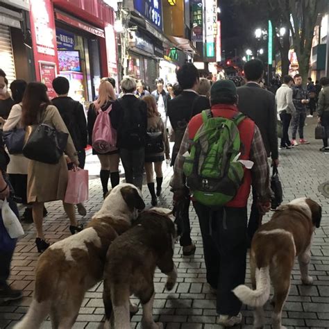 Javad Koohsari Associate Professor Phd Japan Advanced Institute Of Science And Technology