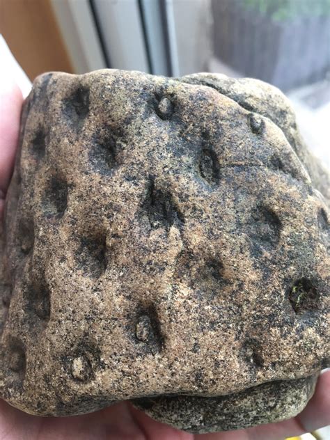 Nicely Preserved Lepidodendron Stigmaria Fossil Found In A Stream In Central Scotland R