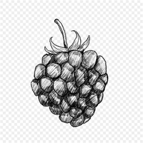 Pencil Hand Drawn White Transparent Raspberry Hand Drawn Pencil Sketch