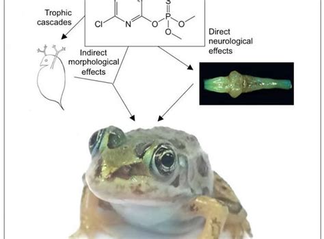 Optic Tectum News Research Tags Articles Neuroscience News