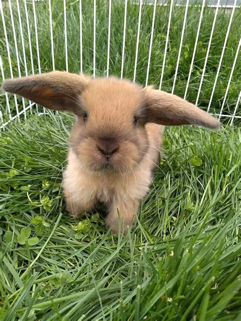 Happy Hoppers Rabbitry Palmyra лучшие советы перед посещением