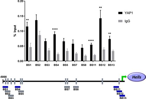 Binding Of Yap1tead To Hells Upstream Dna Putative Tead Binding Sites