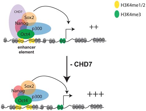 Chd7 Targets Active Gene Enhancer Elements To Modulate Es Cell Specific Gene Expression