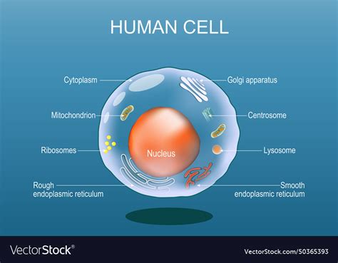 Human Cell Anatomy Structure Of A Eukaryotic Vector Image