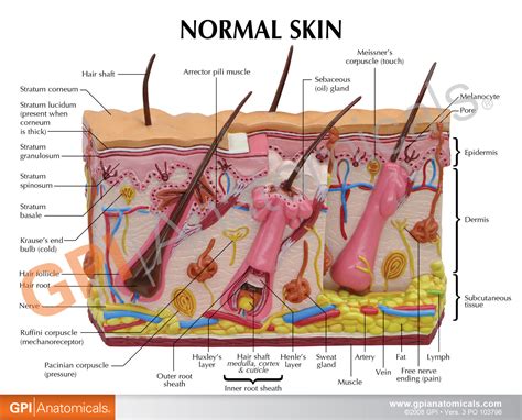 Skin Acne Cross Section Model Gpi 3d Anatomy