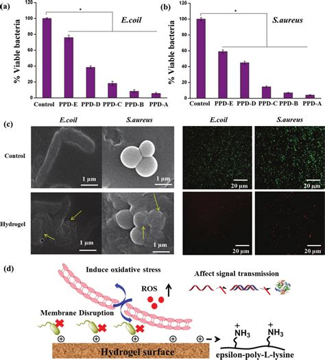 Antimicrobial Properties Of Ppd Hydrogels Against Various Microbes The Download Scientific