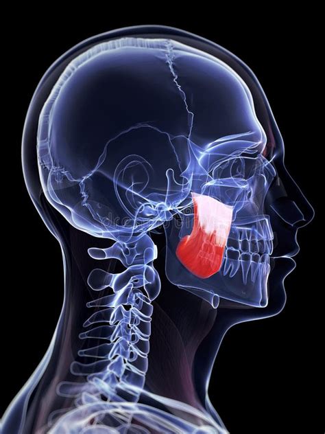 The Masseter Superior Muscle Stock Illustration Illustration Of Superior Biology 34165330