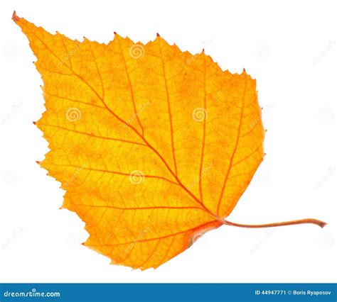 Feuille De Bouleau Jaune Disolement Image Stock Image Du Vibrant